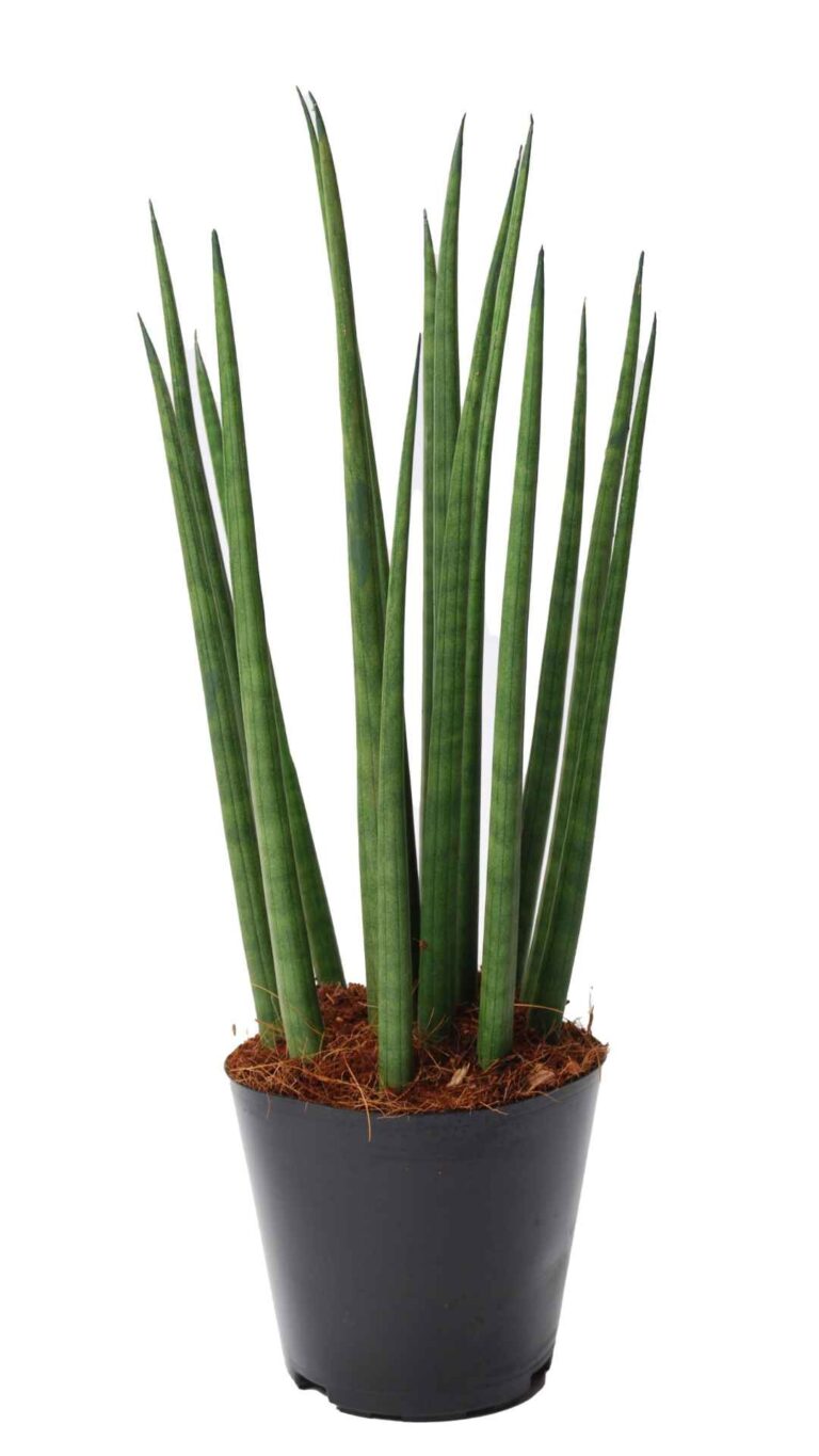 Tipos de Espada-de-São-Jorge e cuidados com a planta
